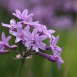 Rouwregister - Uitvaartzorg Pauwels